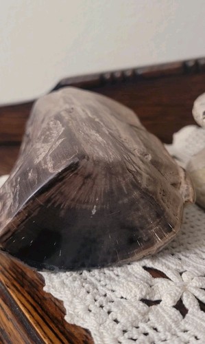 Pretty Polished Blue Forest Petrified Botryoidal Agate Wood | eBay