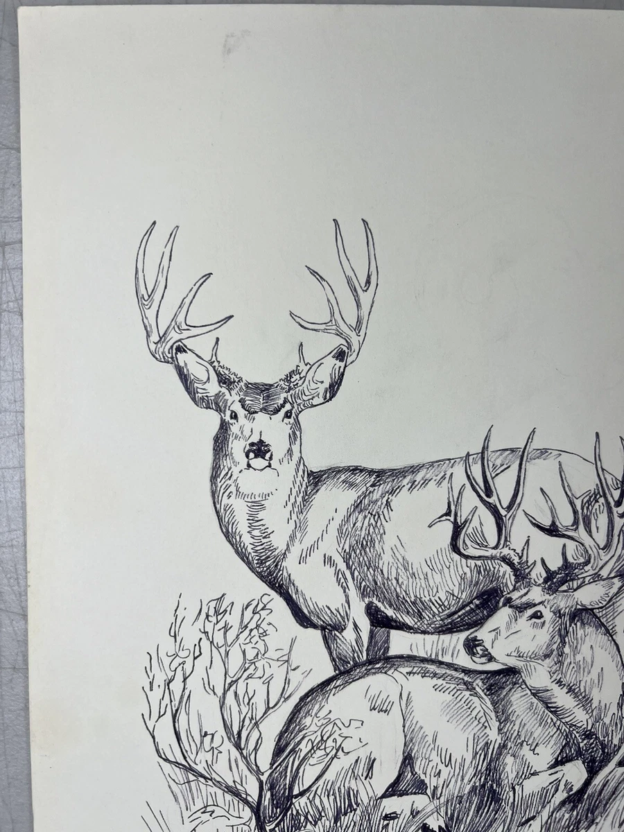 Drawings Of Bucks