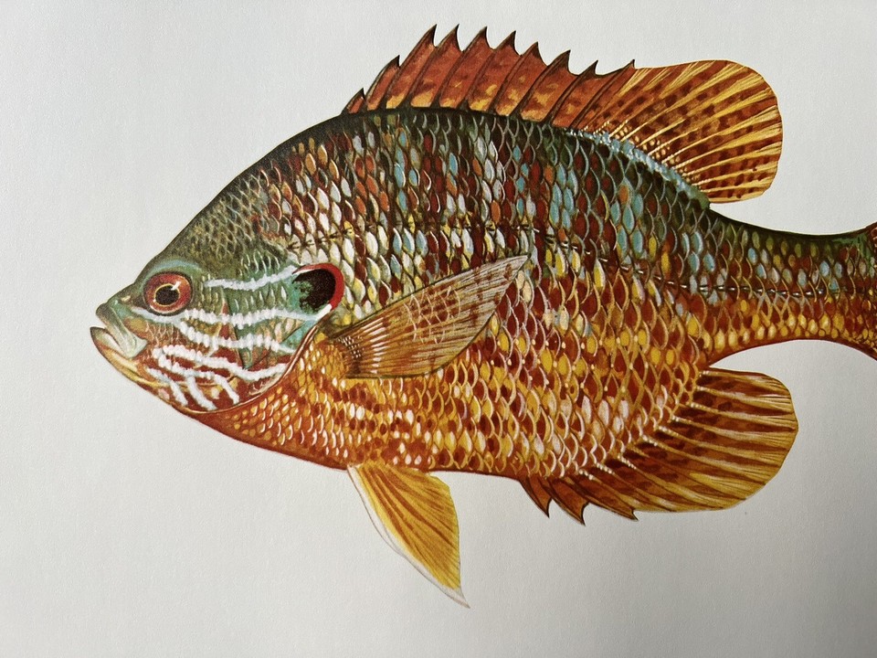 #16 Pumpkinseed Print Duane Raver US Fish & Wildlife Service | eBay
