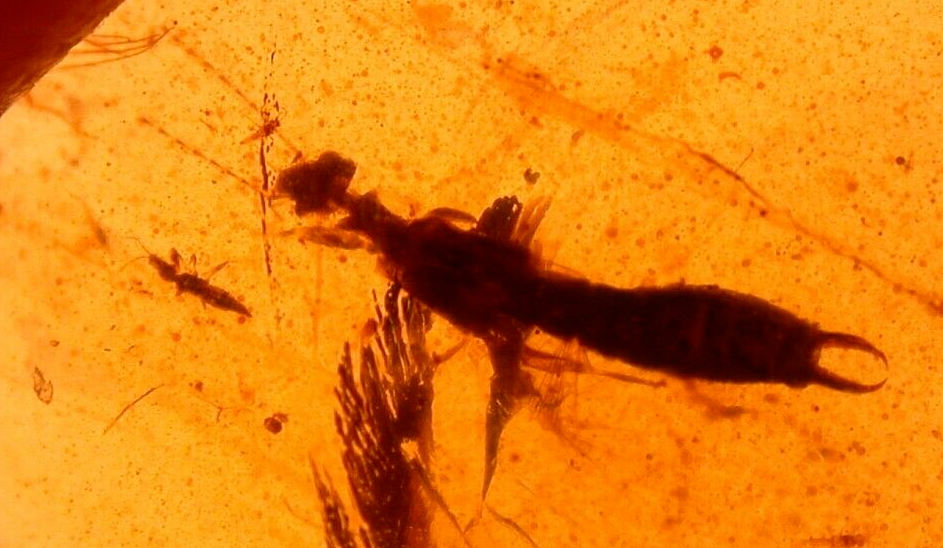 Cretaceous Earwig with Thrips in Burmese Burmite Amber Fossil Dinosaur ...
