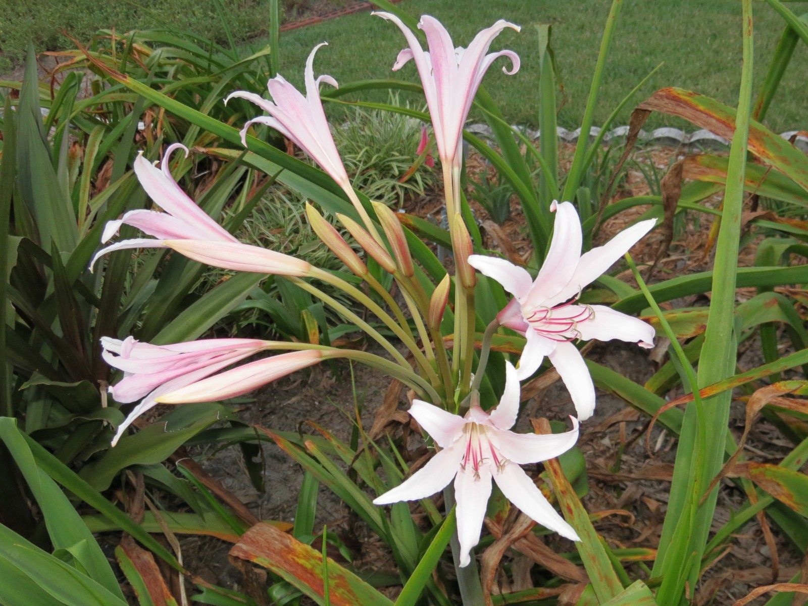 Crinum Lily, eboraci, Twelve Apostles, jumbo, blooming-size bulb, NEW ...