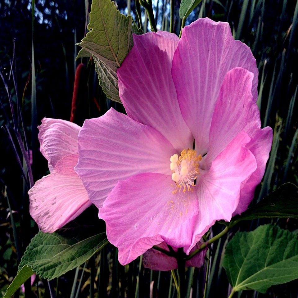 20 Pink Swamp Mallow Rose Seeds "LARGE FLOWER" Hardy Hibiscus Fast ...