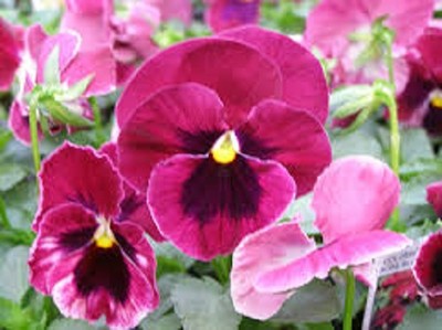 25+ Pansy Panola Pink Shades Flower Seeds / Long Lasting Annual | eBay