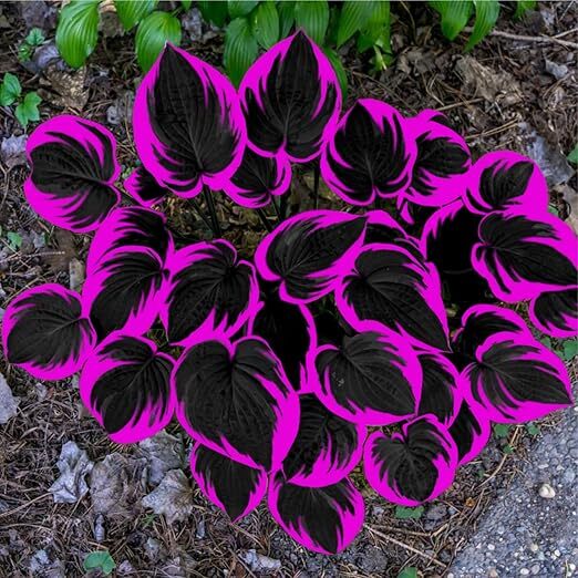 Black Red Hosta Seeds for Planting Grow Easily Hosta Plant Seeds Low ...