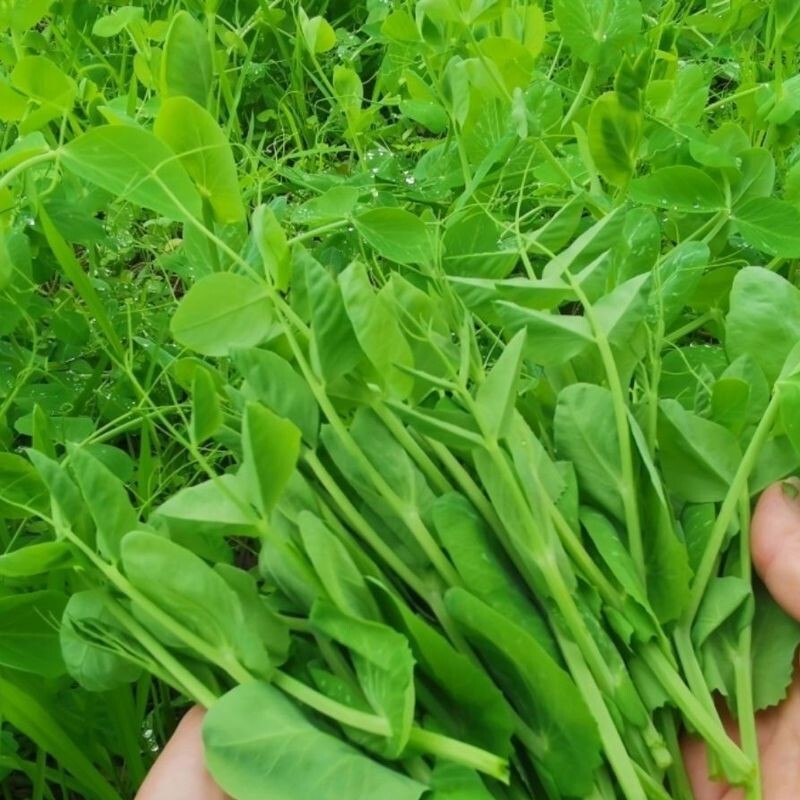 15g Tasty Pea Shoots Seeds, Pea Tips Seeds豌豆苗种子 | eBay