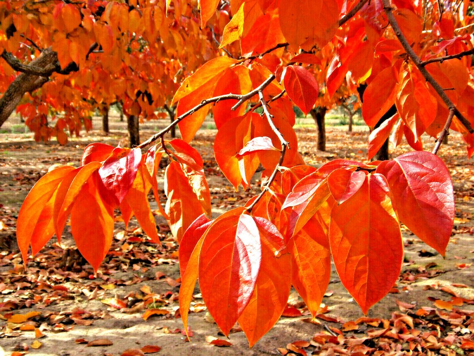 10 'Wildfire' Black Tupelo Tree Seeds (Nyssa sylvatica) MEDICINAL ...