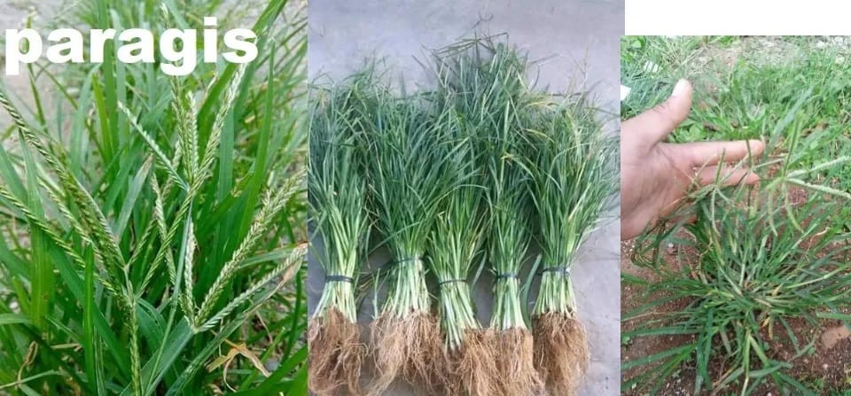 100g Dried paragis plant Eleusine indica Goose Grass GrassPoaceae Tea ...