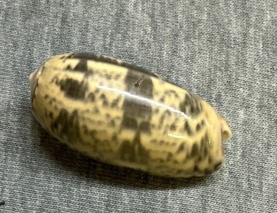 *Oliva Sericea Textilina 36.5mm !!! | eBay