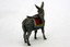 Antique German Cast Metal Donkey / Mule Bank ca1910 | eBay