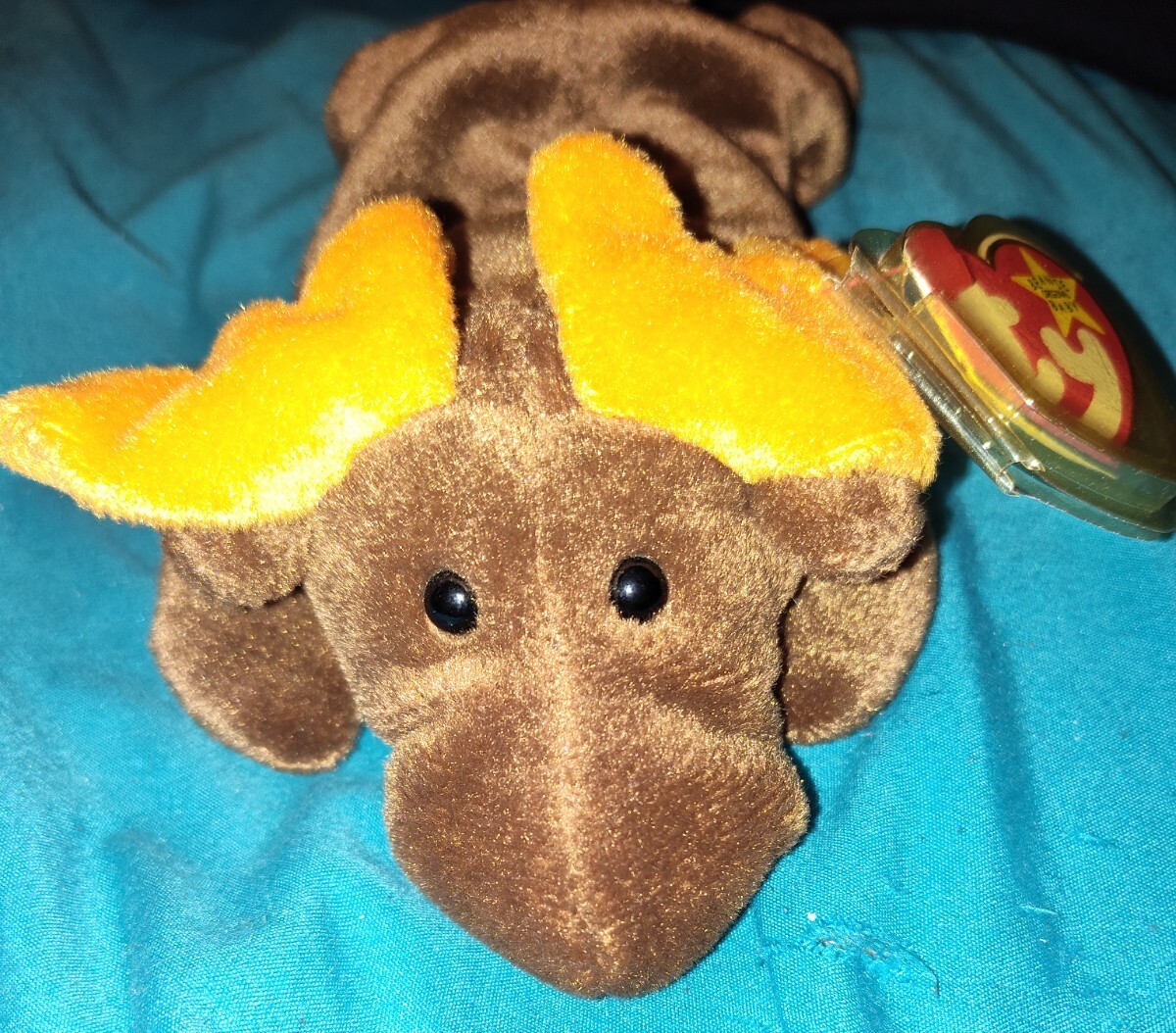 TY Beanie Baby Chocolate the Moose 8421040155 | eBay