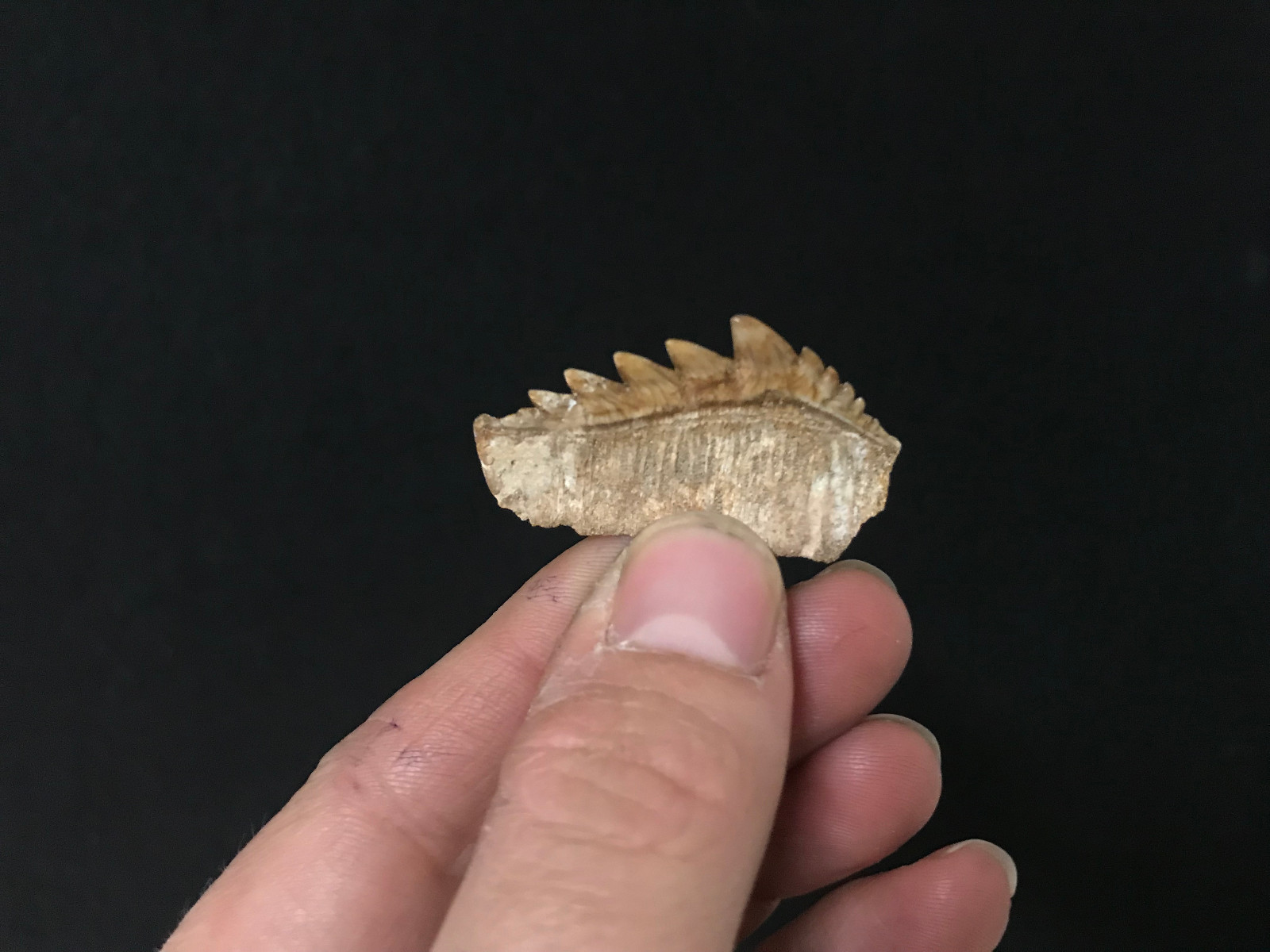 Dent De Shark Cow Hexanchus Griseus Fossil Cow Shark Tooth Rare Mint ...