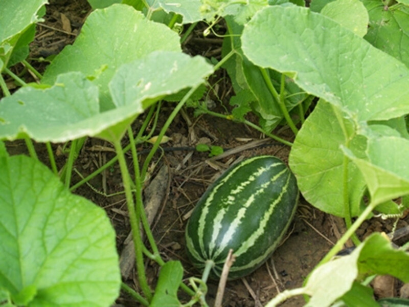 Thai vegetable,herb, SEEDS-aubergine, chilli, basil, rice, culantro ...