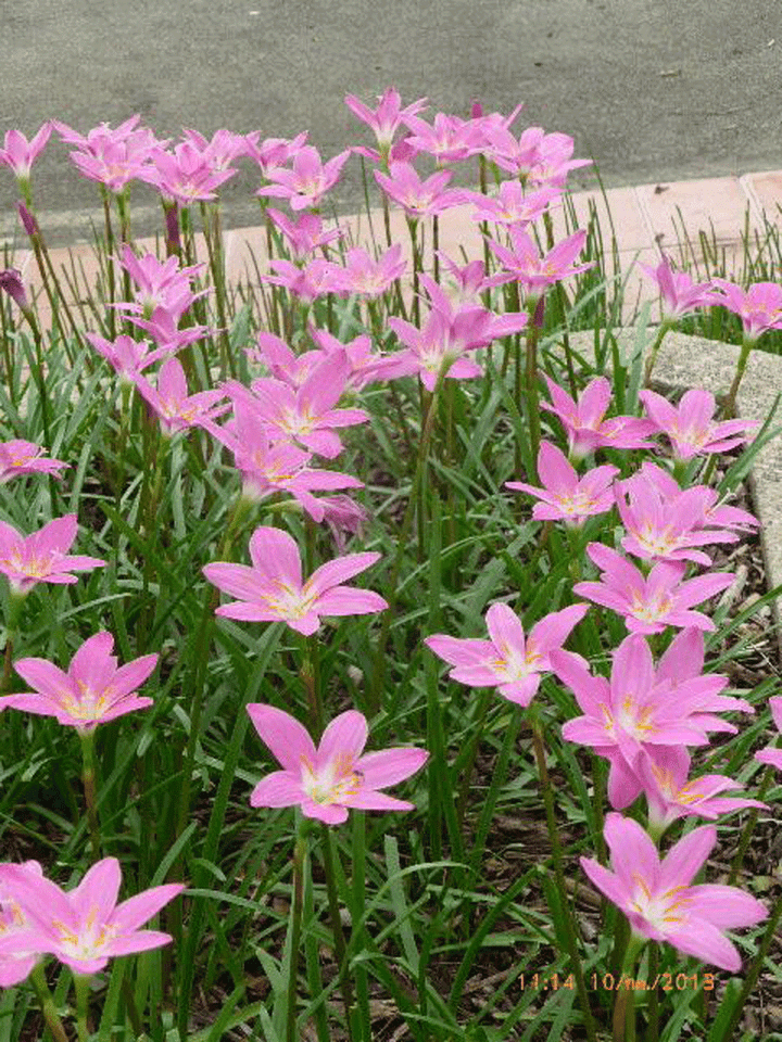 5 BULBS PIM CHOMPOO RAIN LILY ZEPHYRANTHES ROSEA .FLOWERING SIZE. | eBay