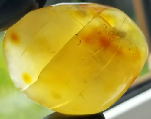 Baltic Amber Polished stone natural insect inside Pendant 15 g Necklac ...