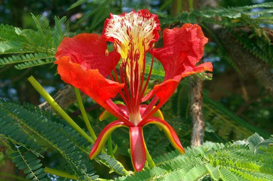 Delonix regia, Tree of Fire, Flamboyant, Royal Poinciana - 10 Se eds | eBay