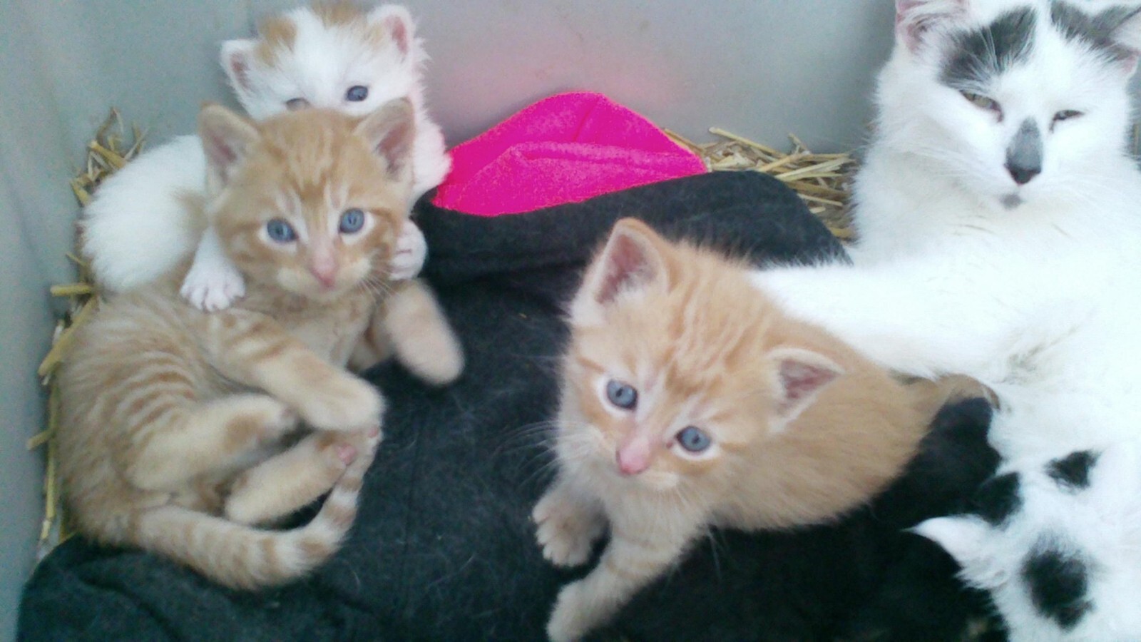 Ruffian A Racetrack Romance by William Nack hc book + help feed | eBay