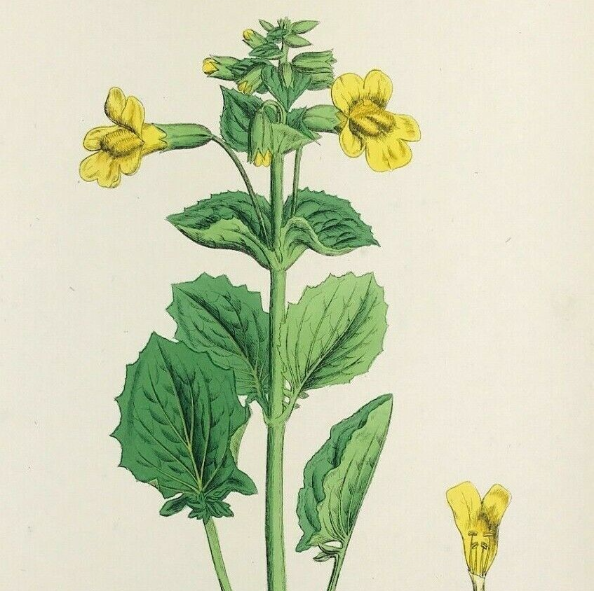 Yellow Monkey Flower Print Botanical by John E. Sowerby original colour ...