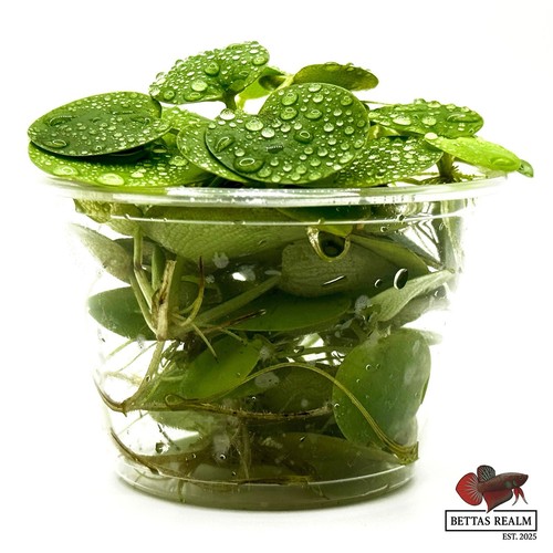 Amazon Frogbit Live Aquarium Floating Plant 4 oz Cup Fast FedEx 2-Day ...