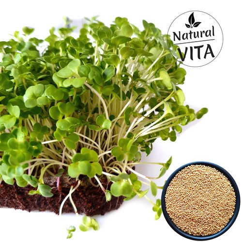 Organic White Mustard Cress / Salad Rape Microgreens Sprouting Seeds ...