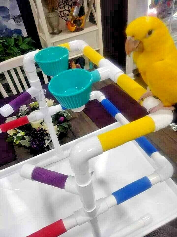 1/2" pvc Parrot Perch two tier Tabletop Play Gym Stand Birds Love Them ...