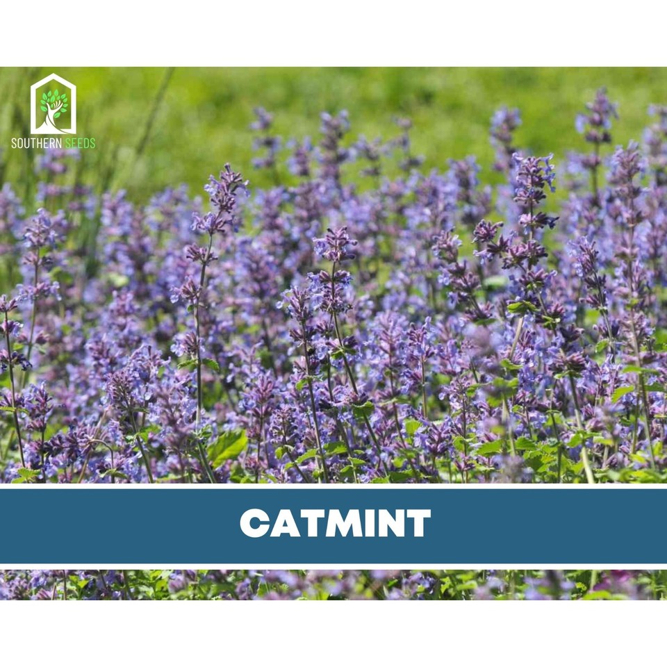 Catmint Seeds, Heirloom Medicinal Herb, Nepeta mussinii, USA Grown | eBay