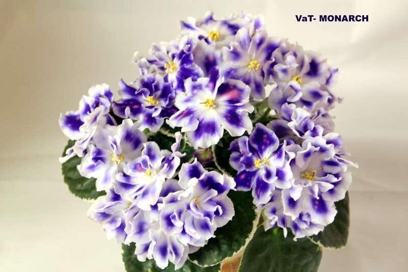 african violet PLUG VAT-MONARCH Ukrainian | eBay