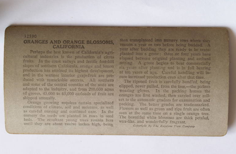 Keystone Stereoview of Oranges & Blossoms on Tree, CA from 1930’s T600 ...