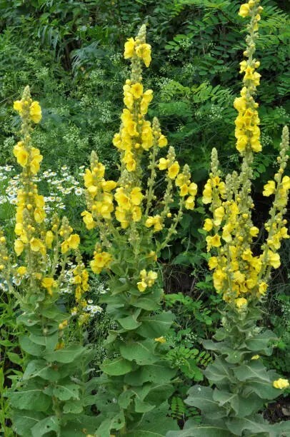 150 Great Mullein Seeds (Verbascum thapsus). Fresh Seeds From Healthy ...