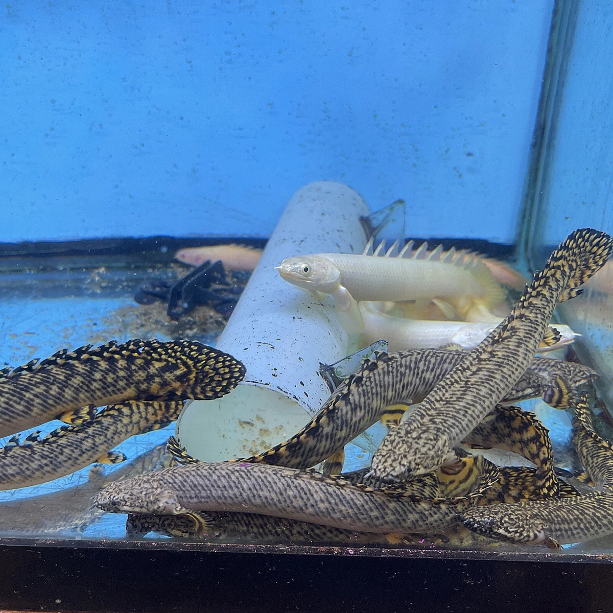 Polypterus Ornatipinnis