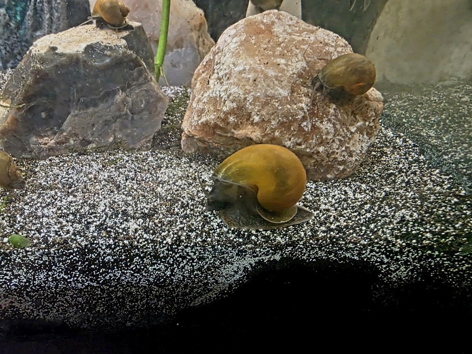 Honey Jade Mystery Snails Trio – Tank-Bred Freshwater Aquarium ...