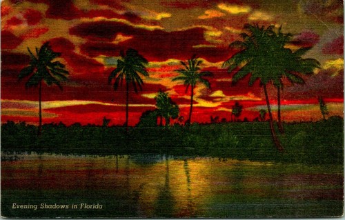 Florida Evening Shadows Palm Red Sky Postcard used (12049) | eBay