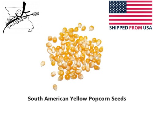 1lb South American Yellow Dynamite Popcorn Seeds Heirloom Organic Seed ...
