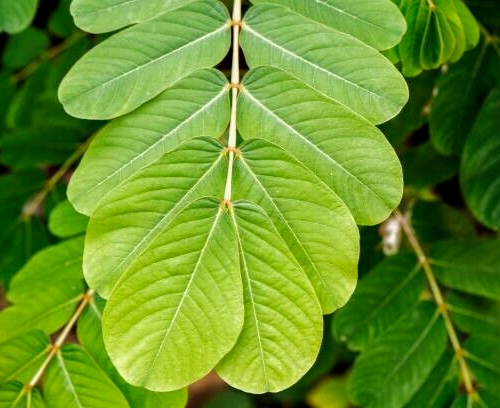 CASSIA ALATA Dried Leaves Ayurveda100% Organic Herbal Tea Aththora in ...