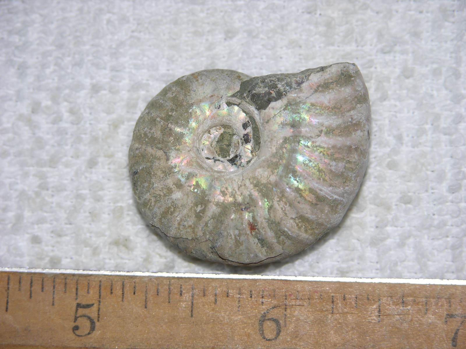 Ammonite Jurassic ribbed white Aulacosphinctoides ammolite fire 1.5 ...