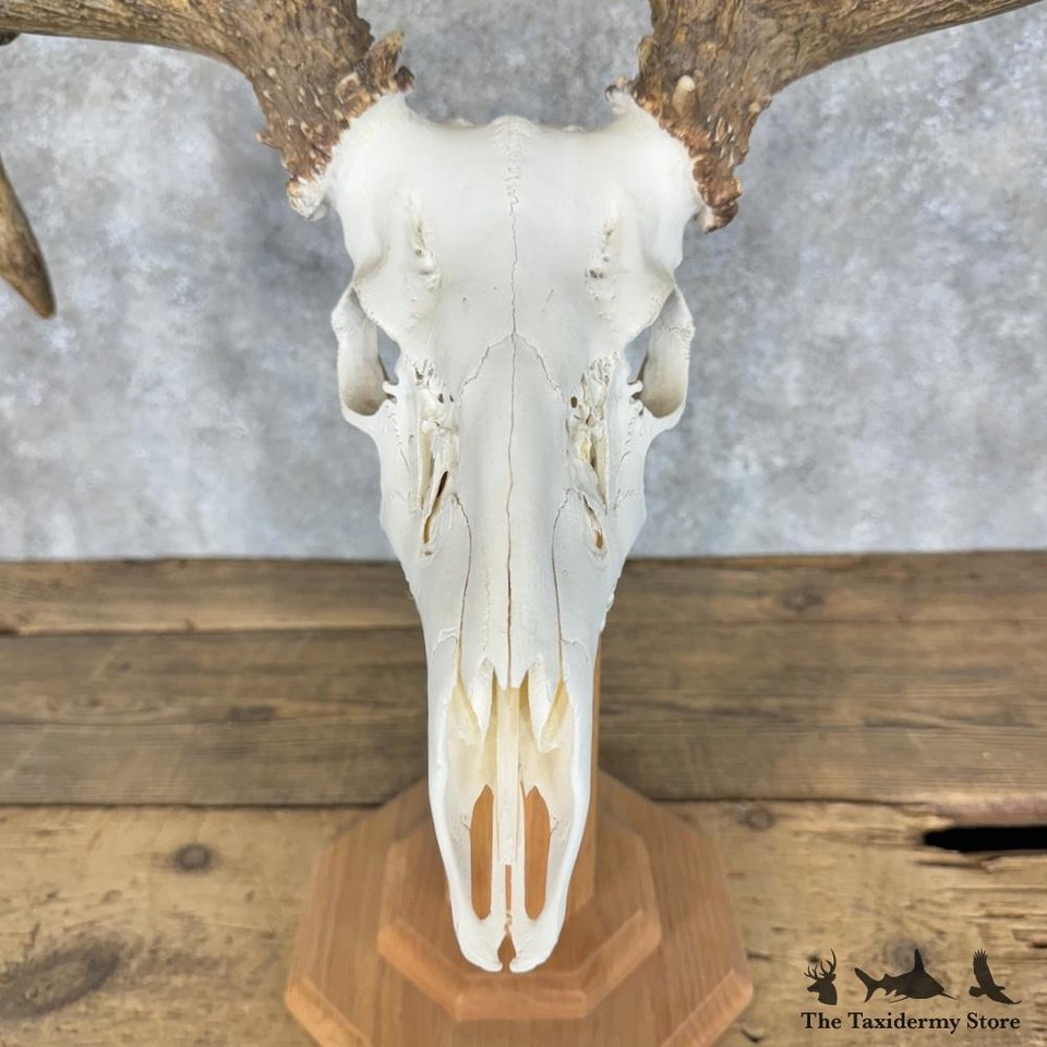 #29615 P | Whitetail Deer Doe Skull European Taxidermy Mount For Sale ...