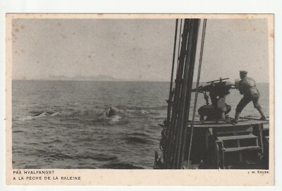 ANIMAUX - BALEINES - PAA HVALFANGST à la peche à la Baleine | eBay