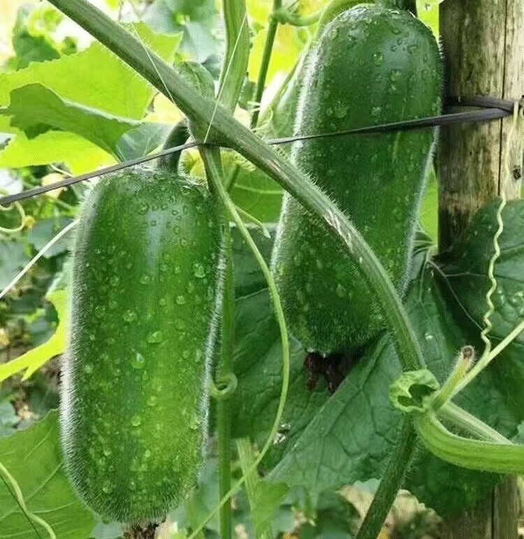 20+ Organic Hairy skin gourd seeds Fuzzy melon Wax gourd Hairy melon ...
