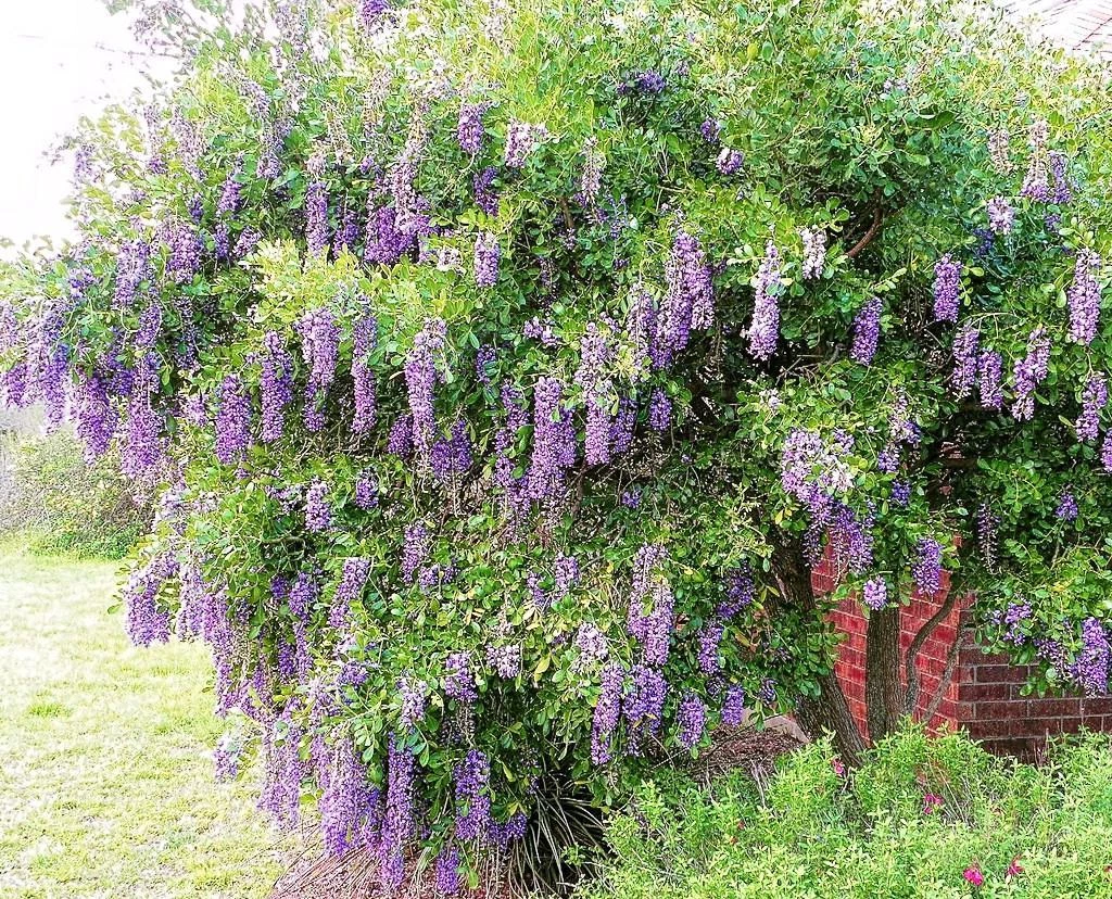 Sophora Secundiflora Seeds