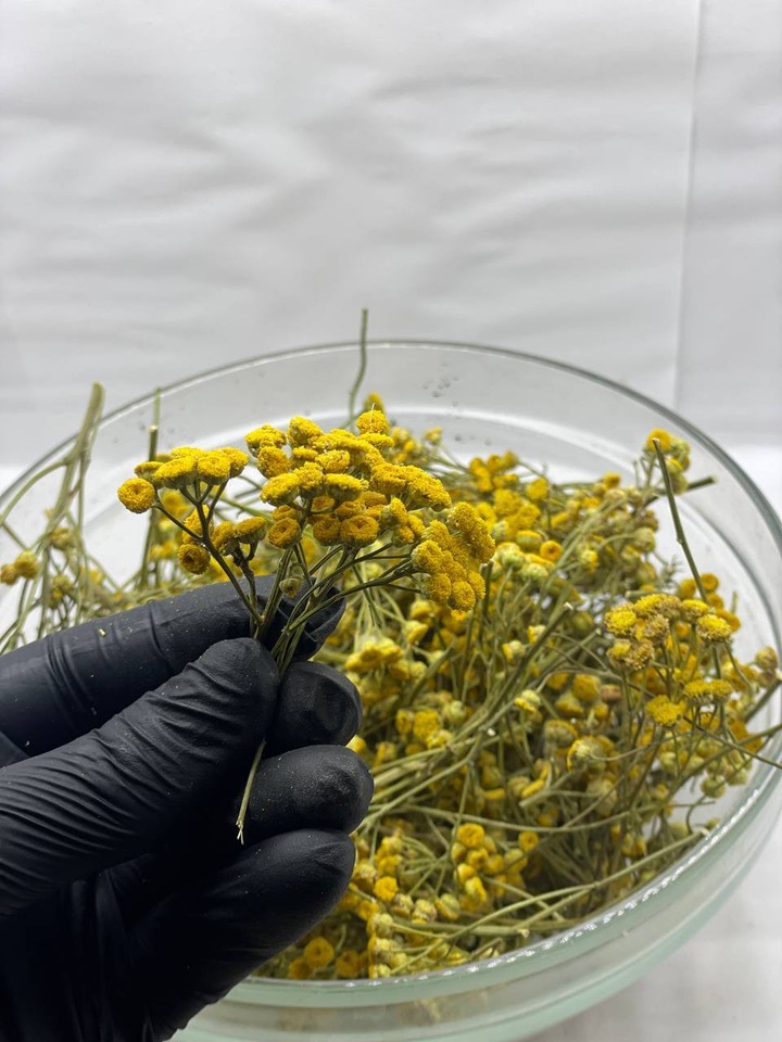 Tansy Flower dried ( Tanacetum vulgare ) ORGANIC from Carpathian ...