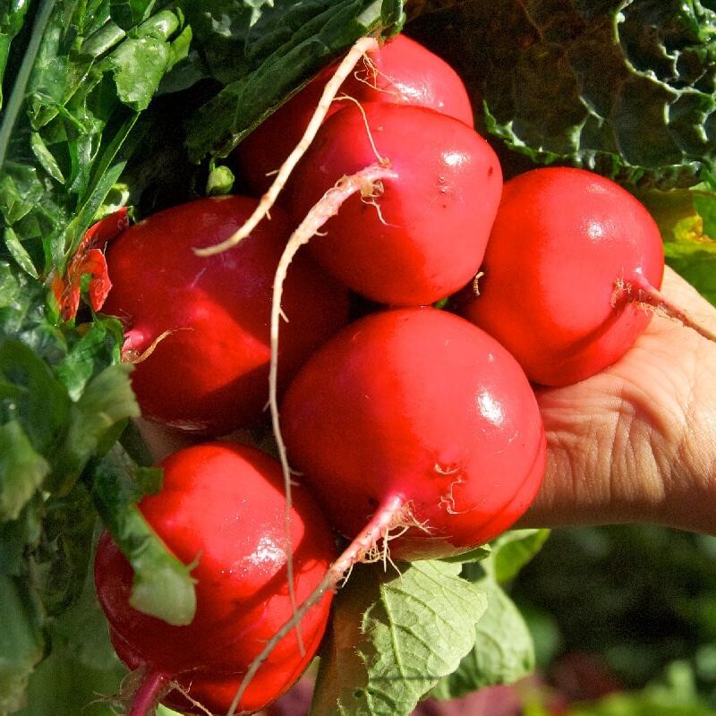 100+ Crimson Giant Radish Seeds - Large Red Globe Radishes Free ...