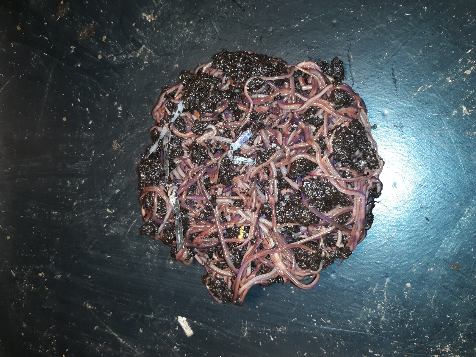 Garden Ready For Spring? Get Your Red Wigglers Here! FREE SHIPPING ...