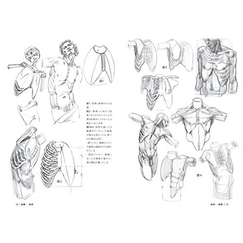 Draw from bone Morpho Human Body Drawing Mini Series Technique Guide ...