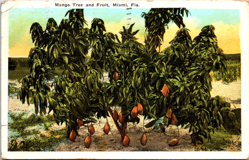 Postcard Miami Florida Mango Tree and Fruit Posted 1924 | eBay