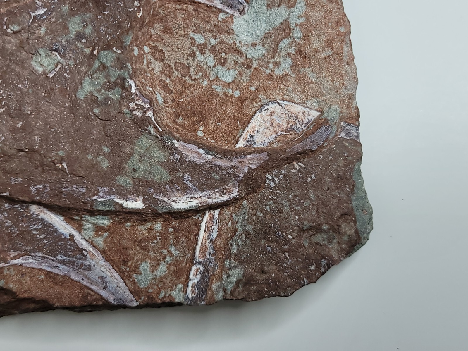 Rare 5 Fossil Devonian Armored Fish Cephalaspid Agnathan Panzer | eBay