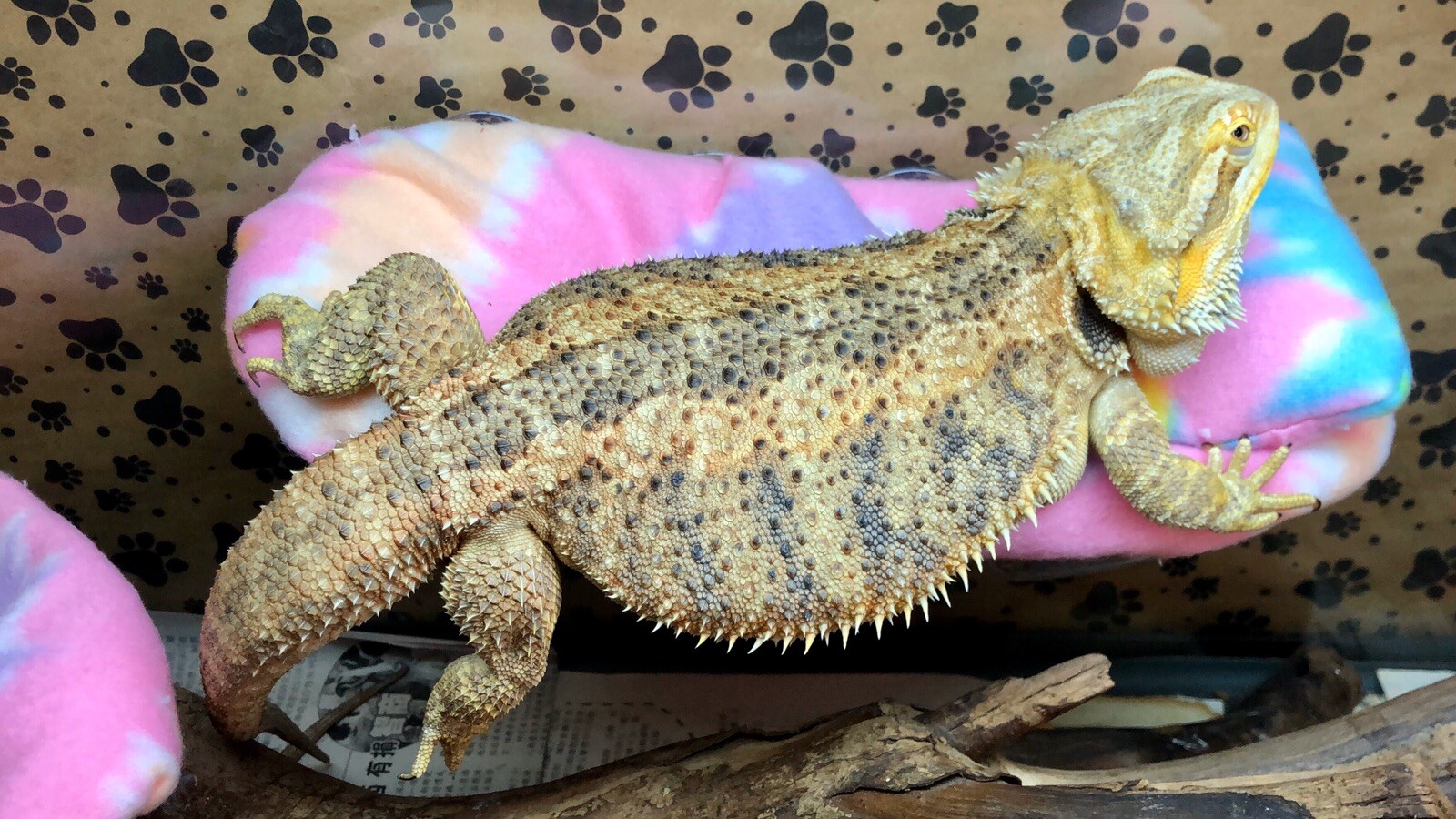 TYE DYE PASTEL PRINT LRG ATTACHABLE RESTING BED SET SOFT COVER 4 ...