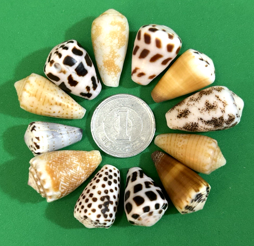 Hebrew Cone Shell from japan Okinawa shell small | eBay