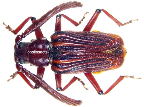 Insect - CERAMBYCIDAE ** Casiphia inopinata - Laos - Male 15~20mm ...