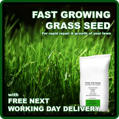 Fast Growing Rapid Lawn Grass Seed Quick Fix Repair Pets dogs Kids 1 ...