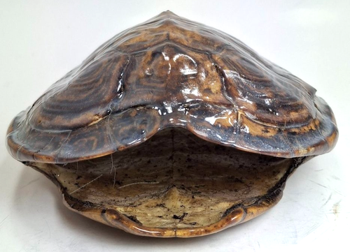 Turtle Shell 7.5” Taxidermy Carapace and Plastron | eBay
