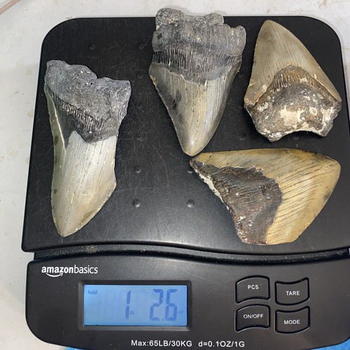 MEGALODON SHARK TEETH 1 POUND FRAGS TEETH MEG SCUBA DIVER DIRECT FOSSIL ...